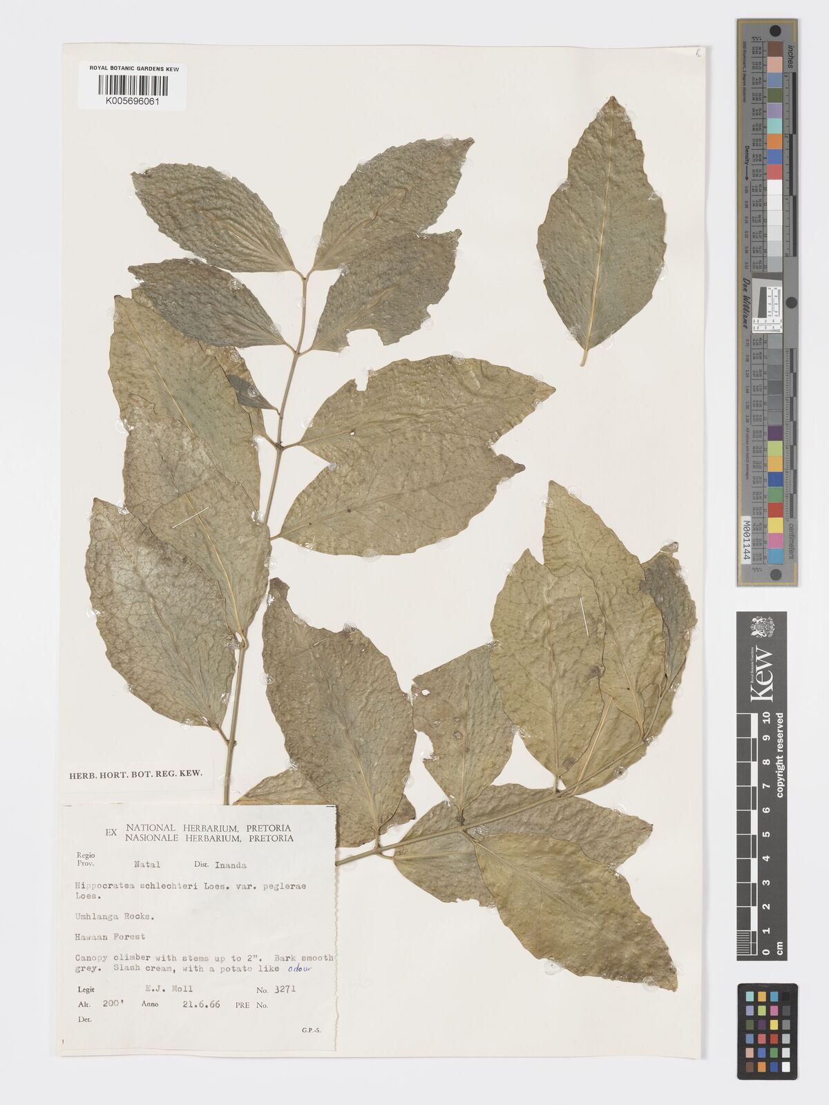 Pristimera peglerae (Loes.) R.H.Archer | Plants of the World Online ...