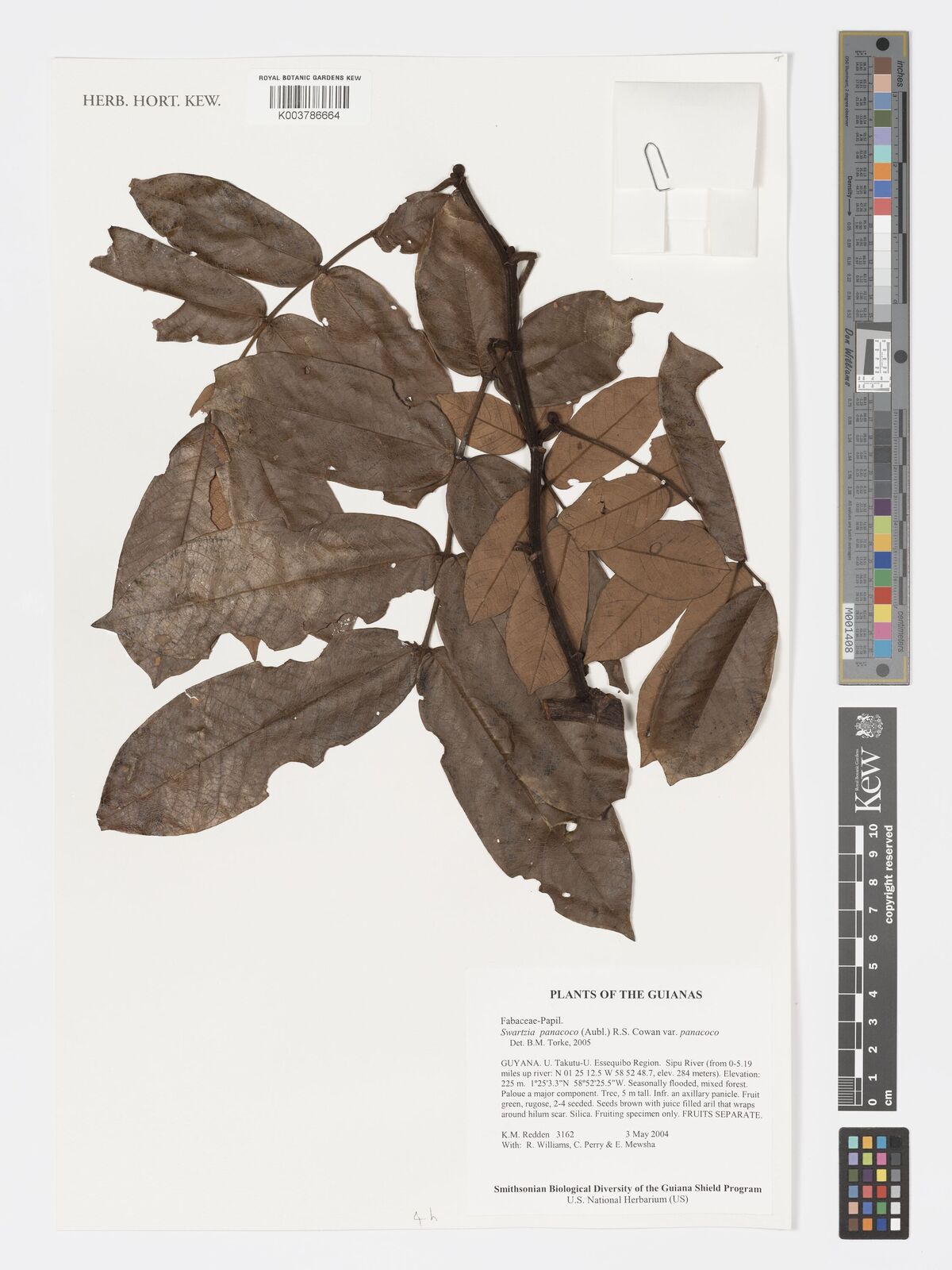 Swartzia panacoco var. panacoco | Plants of the World Online | Kew Science