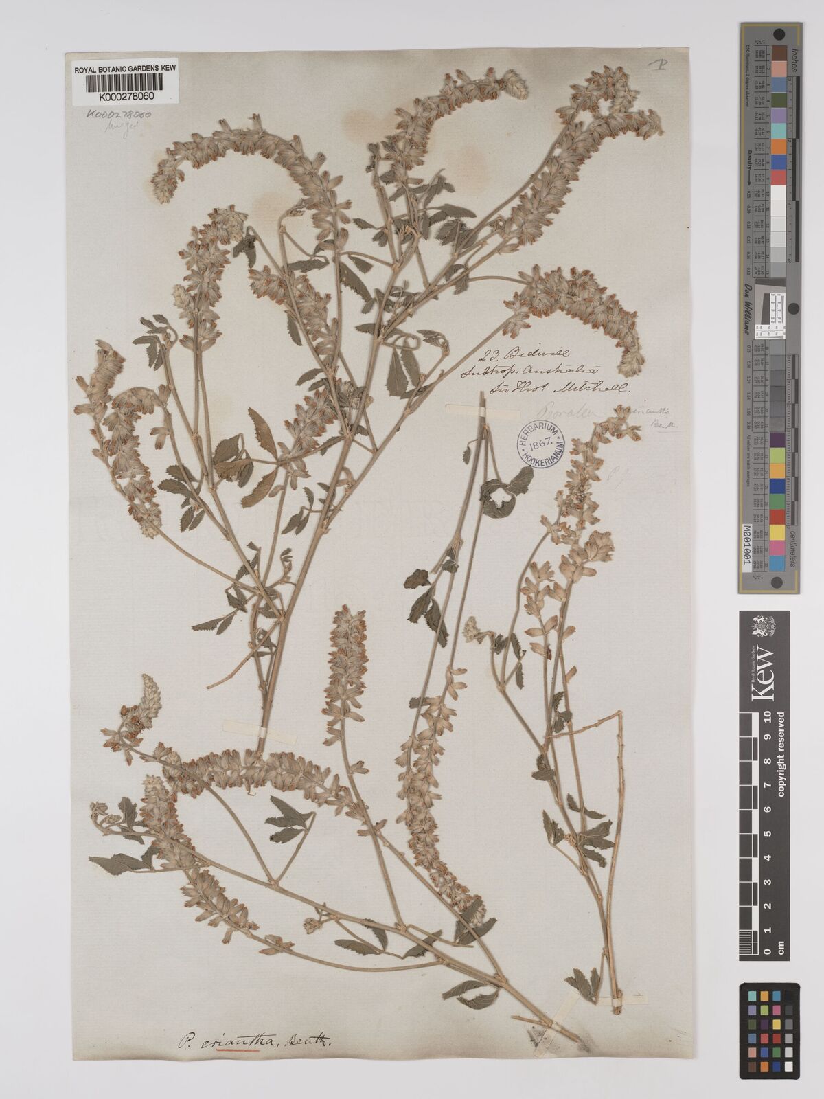 Cullen patens (Lindl.) J.W.Grimes | Plants of the World Online | Kew ...