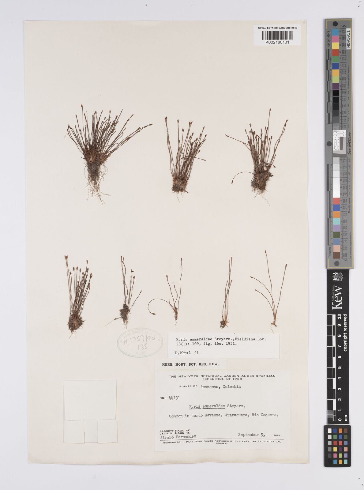 Xyris esmeraldae Steyerm. | Plants of the World Online | Kew Science
