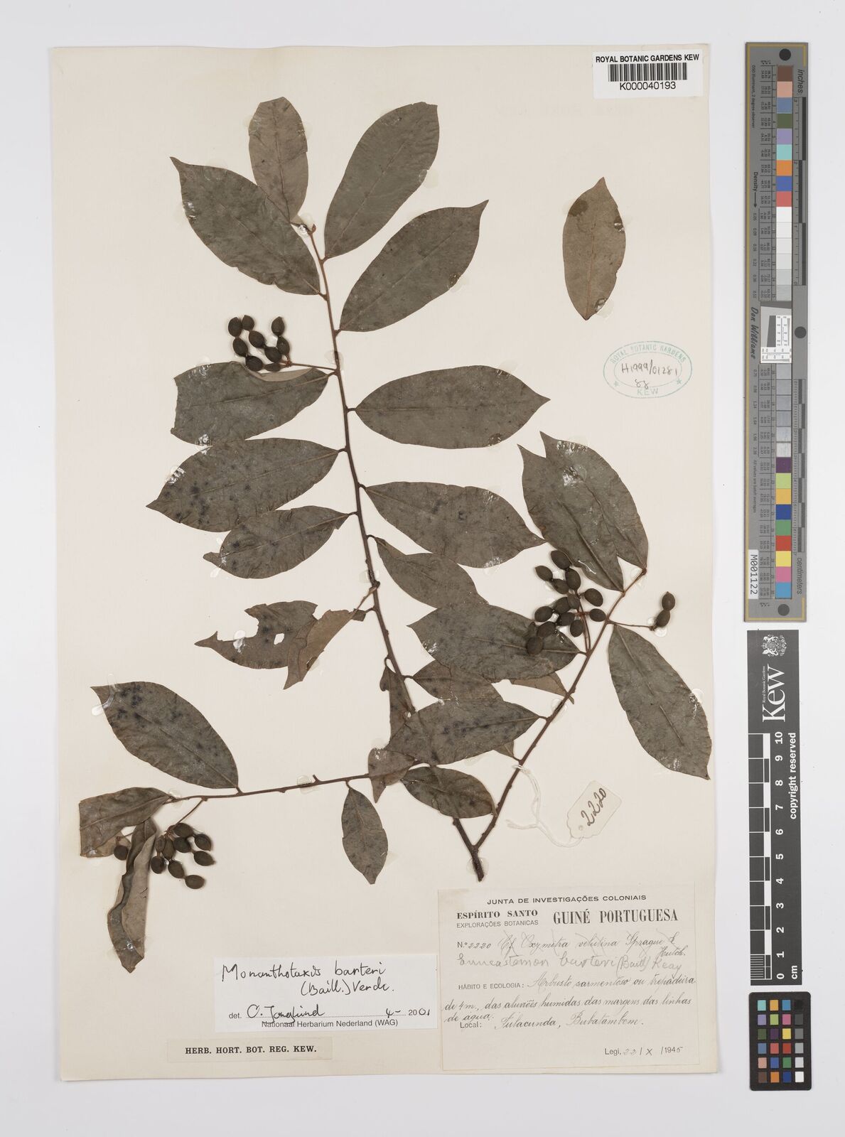 Monanthotaxis barteri (Baill.) Verdc. | Plants of the World Online ...