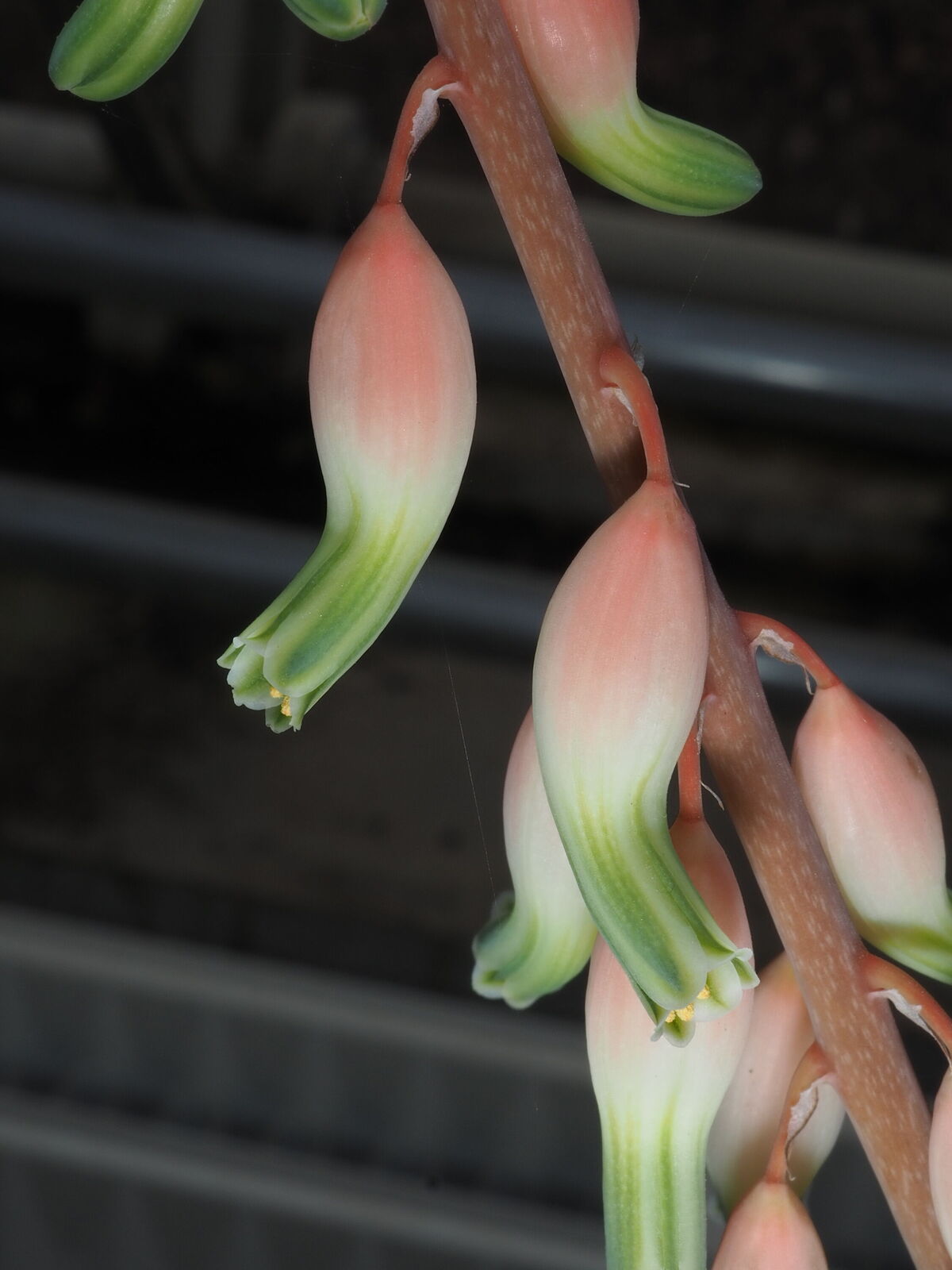 Gasteria nitida var. nitida | Plants of the World Online | Kew Science