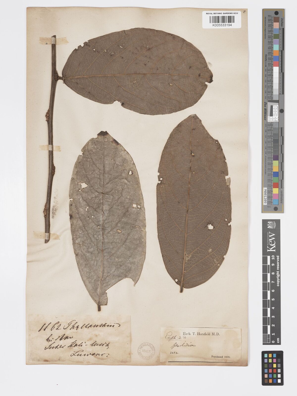 Glochidion insigne (Müll.Arg.) J.J.Sm. | Plants of the World Online ...