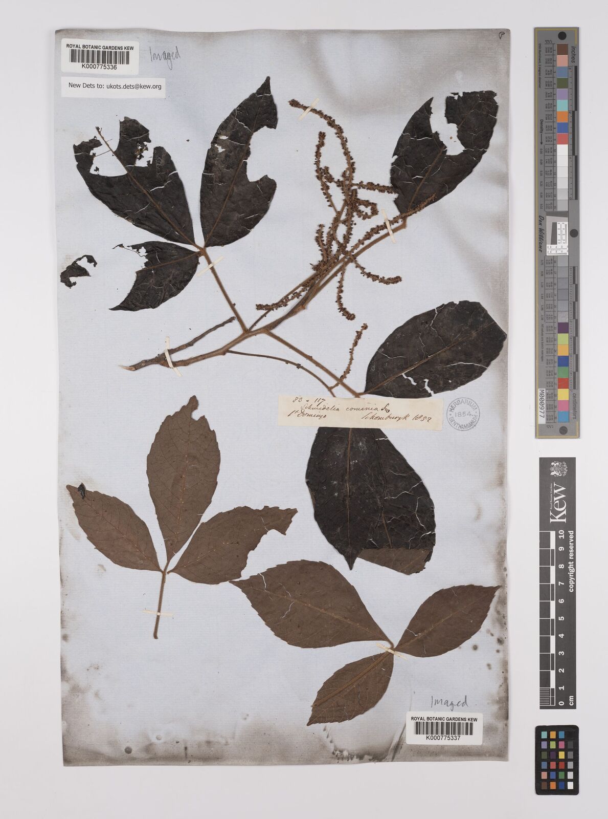 Allophylus cominia var. cominia | Plants of the World Online | Kew Science