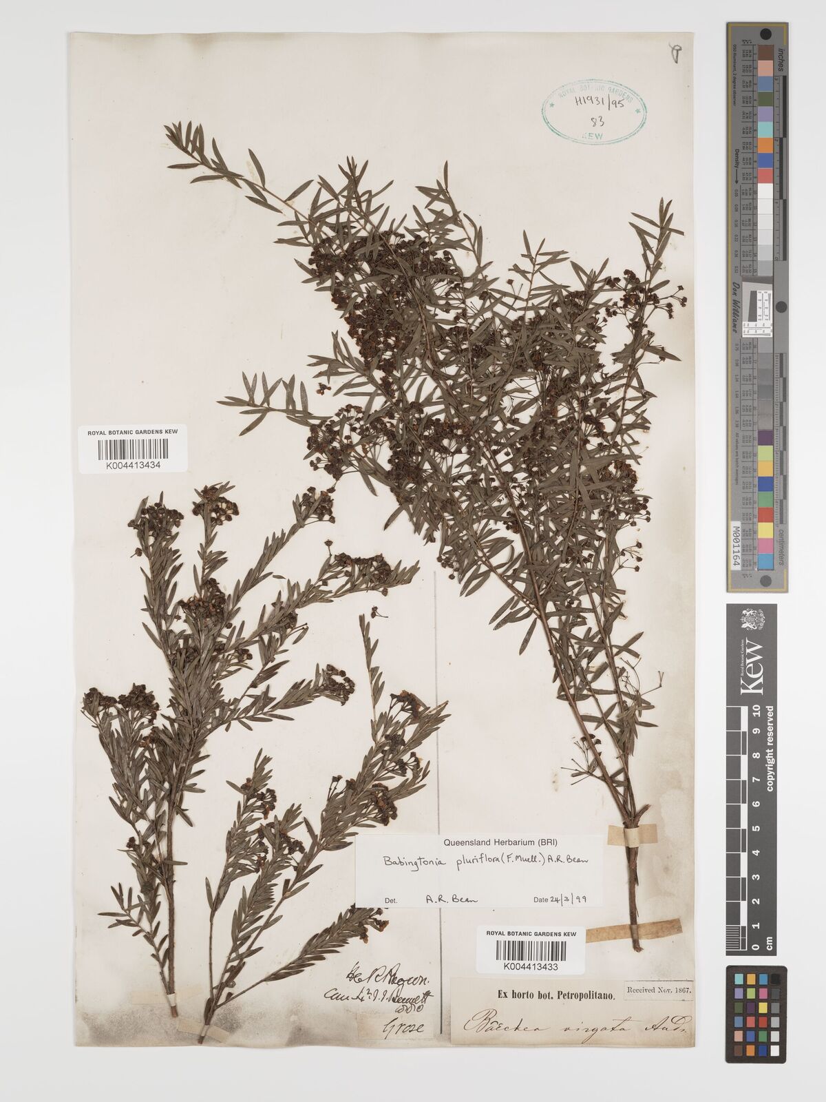 Sannantha pluriflora (F.Muell.) Peter G.Wilson | Plants of the World ...