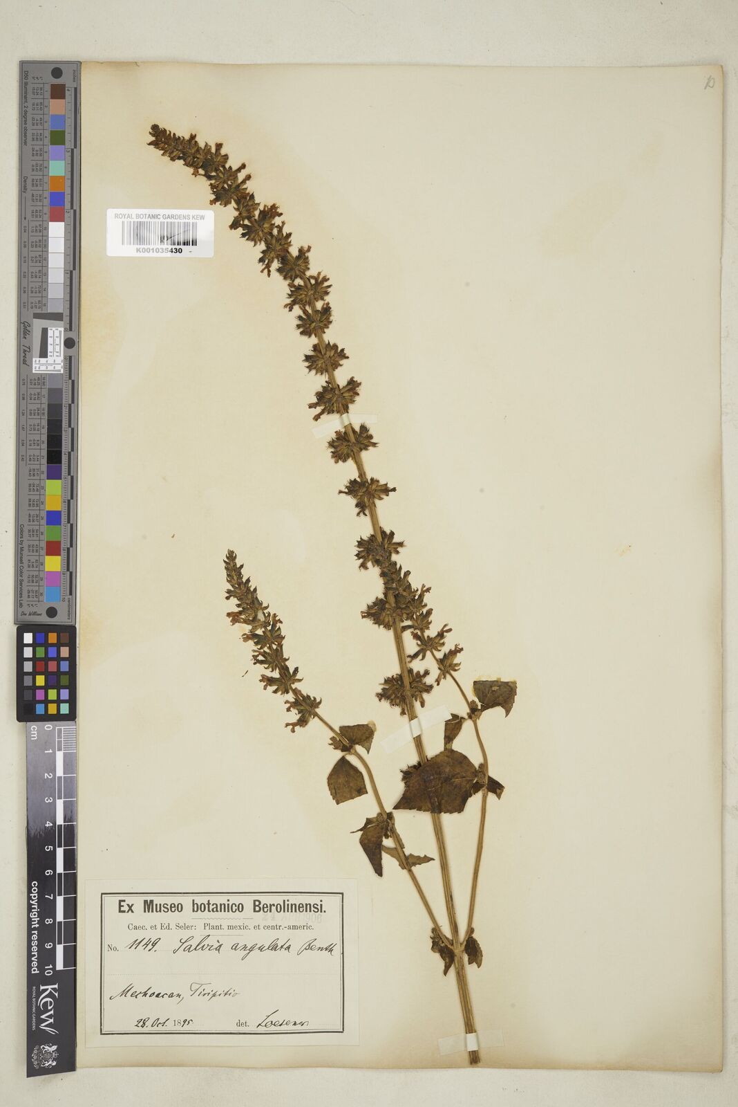Parinari excelsa Sabine | Plants of the World Online | Kew Science