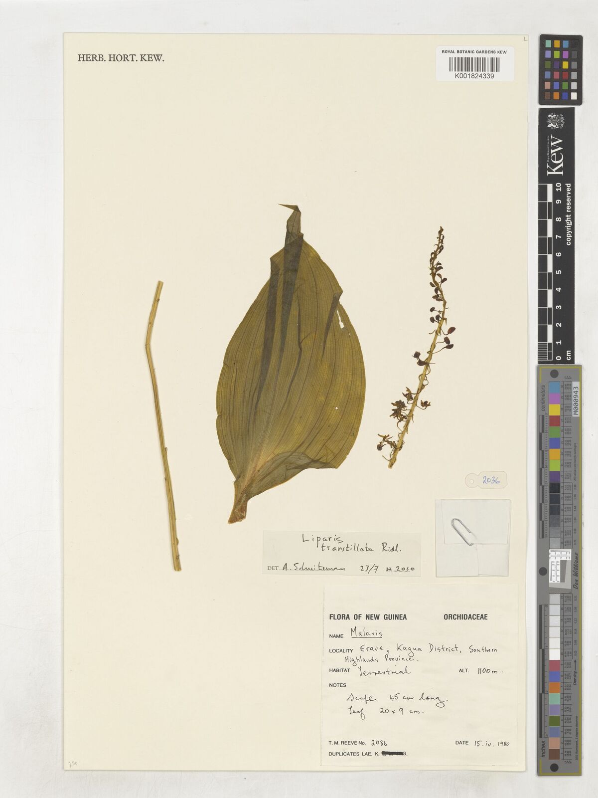 Liparis rheedei Lindl. | Plants of the World Online | Kew Science