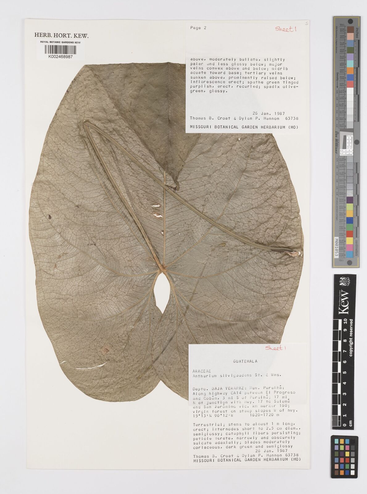 Anthurium silvigaudens Standl. & Steyerm. | Plants of the World Online ...