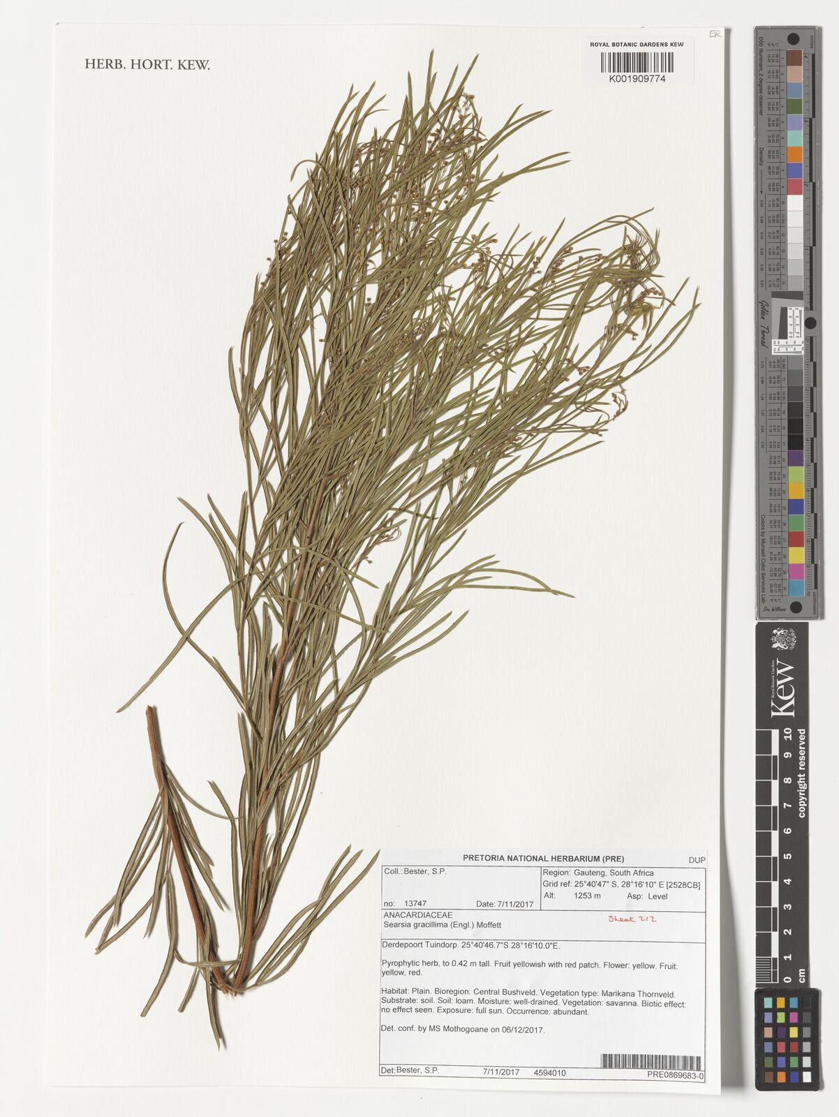 Searsia gracillima (Engl.) Moffett | Plants of the World Online | Kew ...