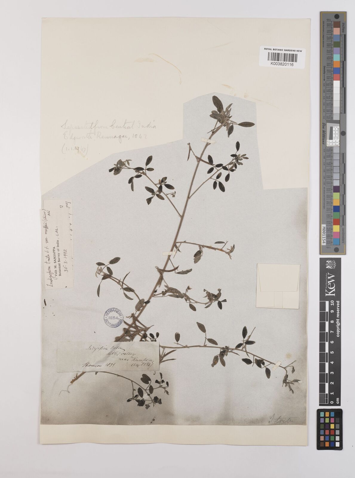 Indigofera trita var. maffeii (Chiov.) Ali | Plants of the World Online ...