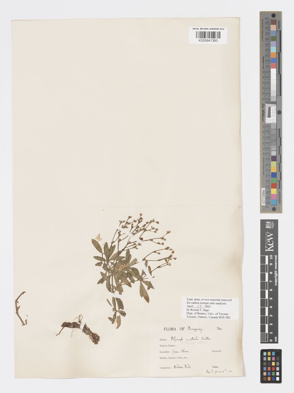 Augustea suffruticosa (Griseb.) Iamonico | Plants of the World Online ...