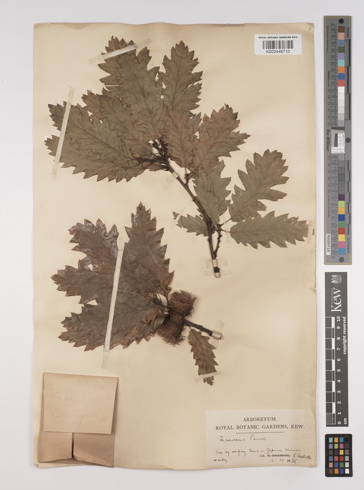 Quercus pubescens subsp. pubescens | Plants of the World Online | Kew ...