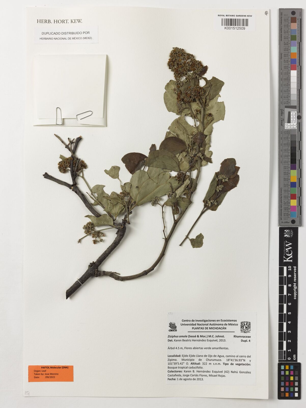 Sarcomphalus amole (Sessé & Moc.) Hauenschild | Plants of the World ...