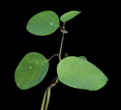 Helinus integrifolius (Lam.) Kuntze | Plants of the World Online | Kew ...