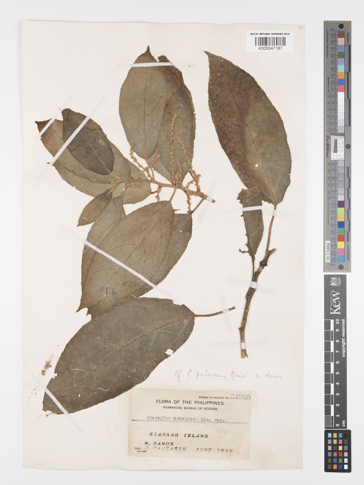 Claoxylon pubescens Quisumb. | Plants of the World Online | Kew Science