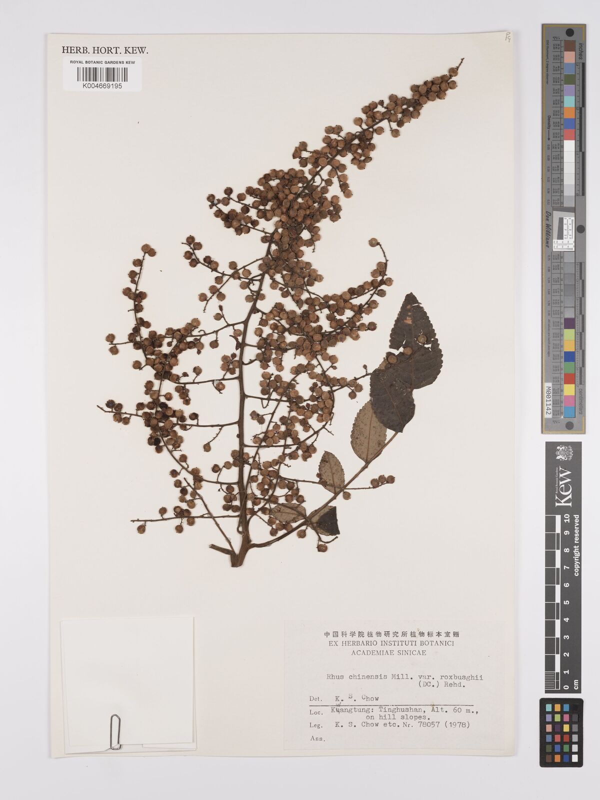 Rhus chinensis var. roxburghii (DC.) Rehder | Plants of the World ...