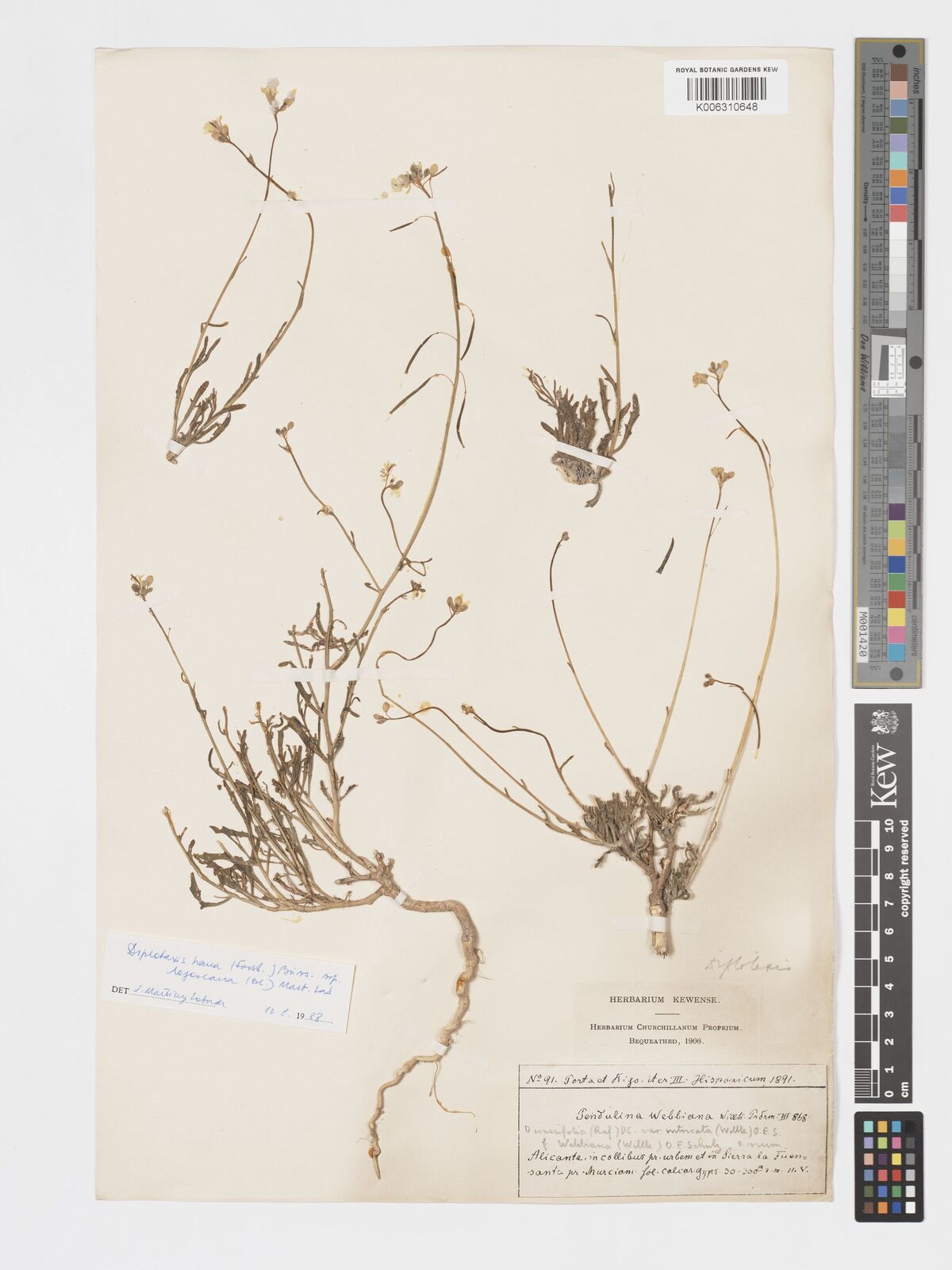 Diplotaxis harra subsp. crassifolia (Raf.) Maire | Plants of the World ...