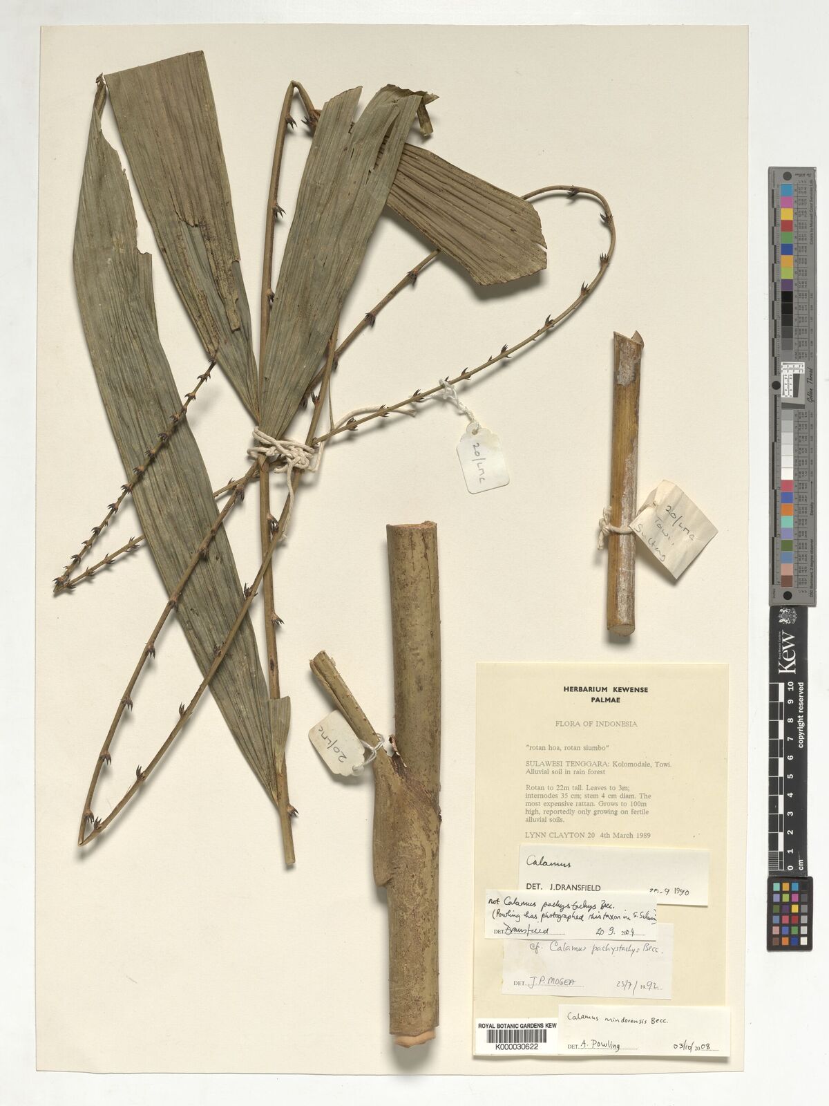 Calamus moseleyanus Becc. | Plants of the World Online | Kew Science