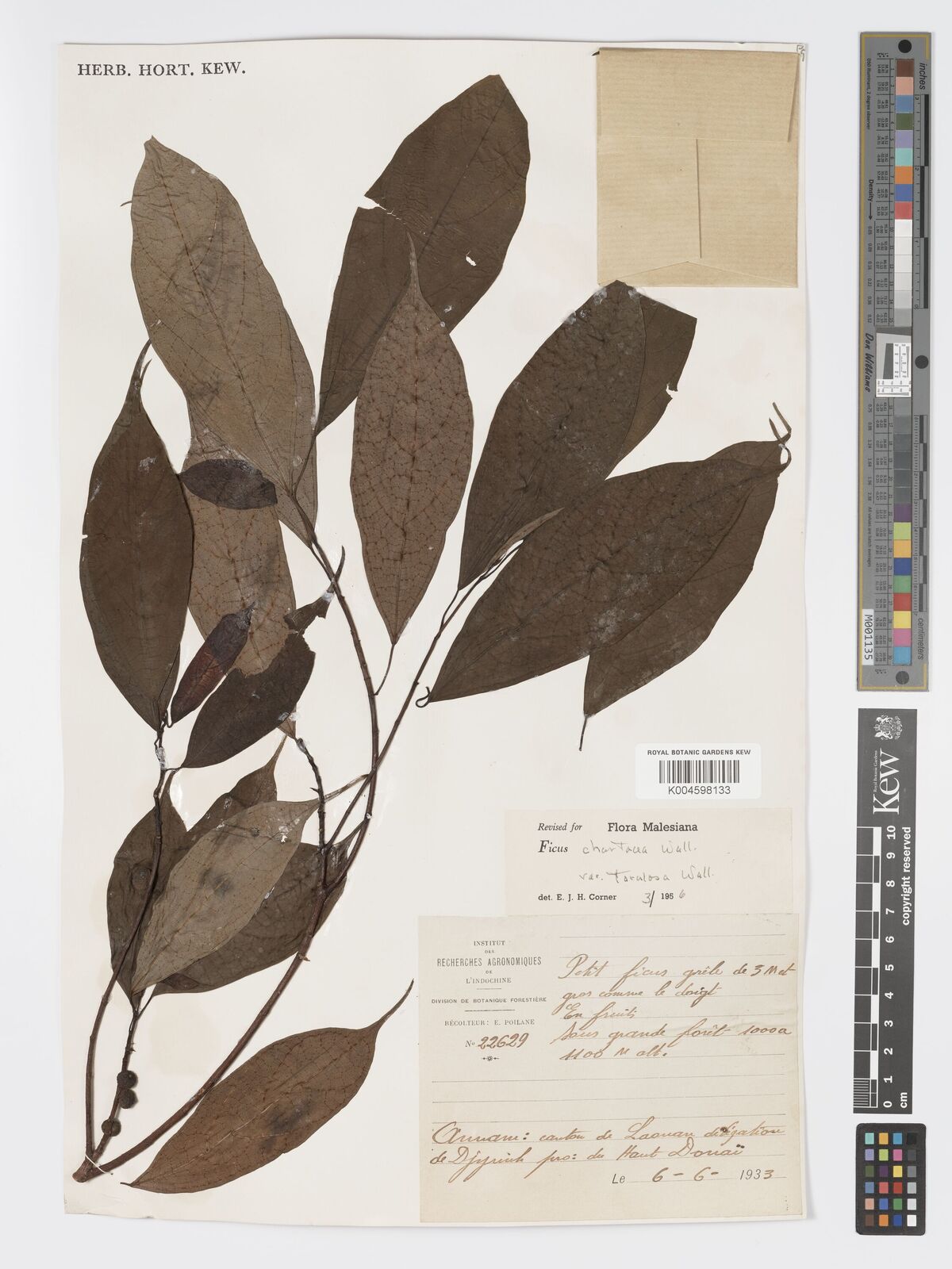 Ficus chartacea (Wall. ex Kurz) Wall. ex King | Plants of the World ...