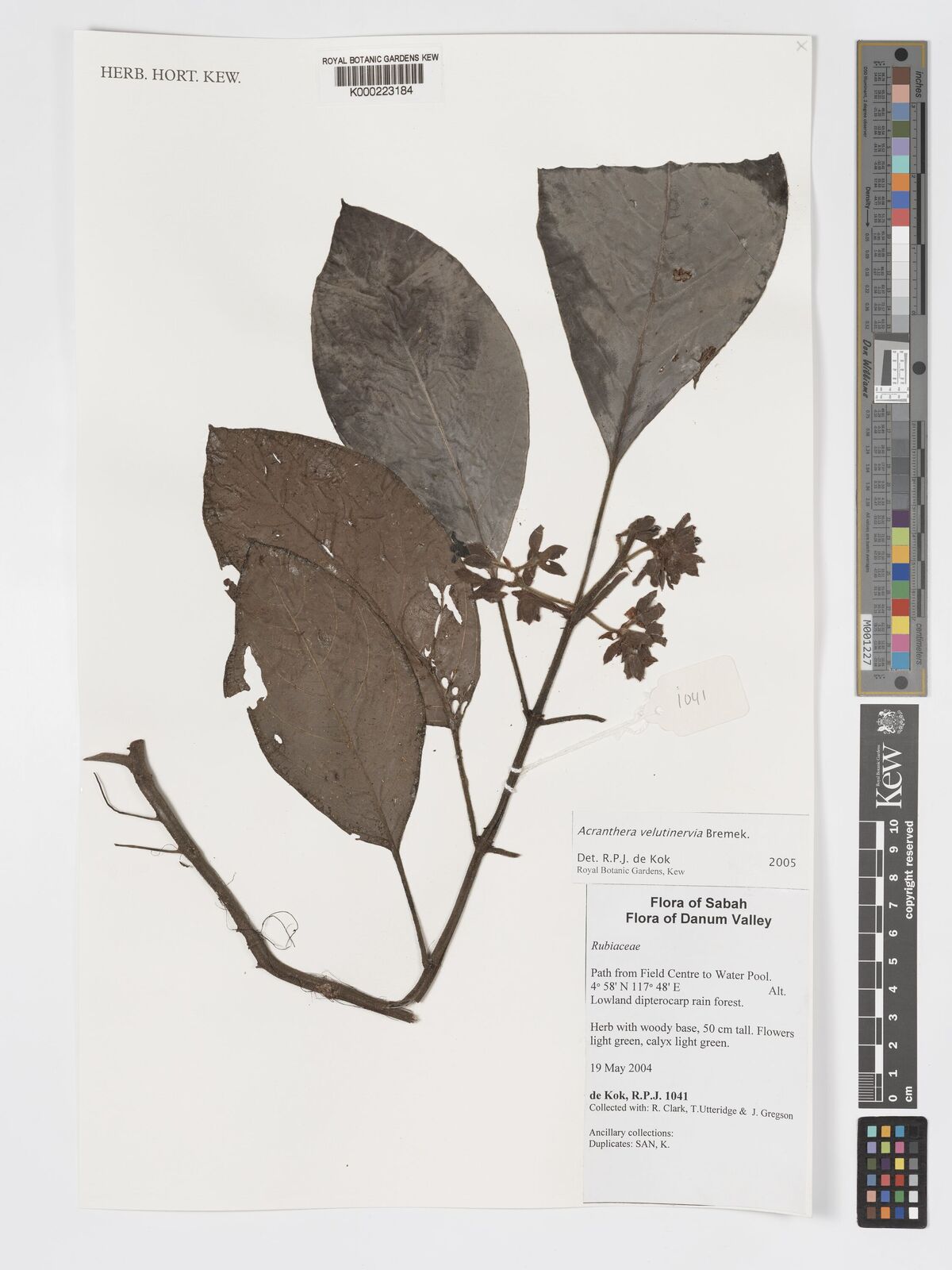 Acranthera velutinervia Bremek. | Plants of the World Online | Kew Science
