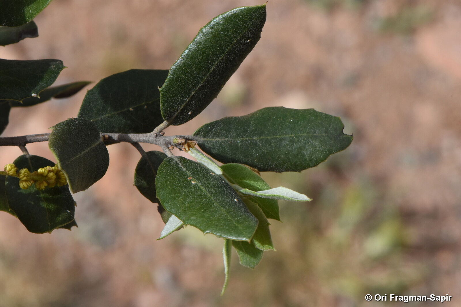 Quercus rotundifolia Lam. | Plants of the World Online | Kew Science