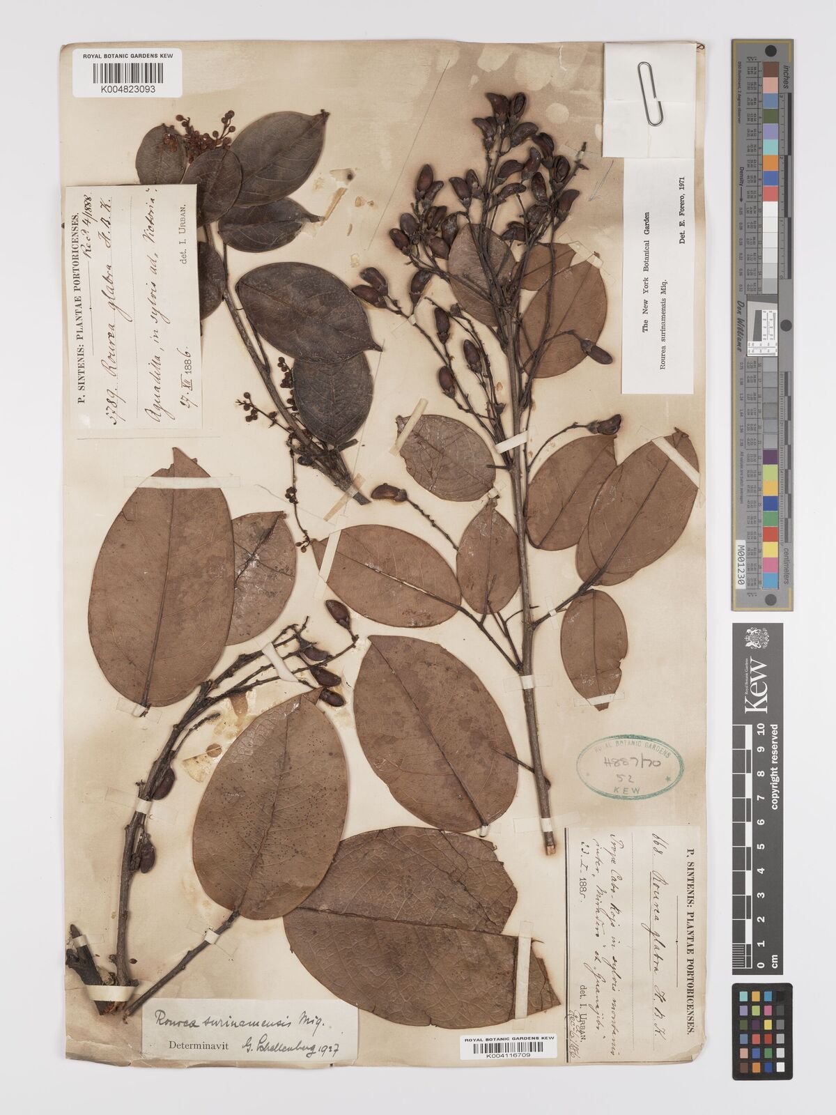 Rourea surinamensis Miq. | Plants of the World Online | Kew Science