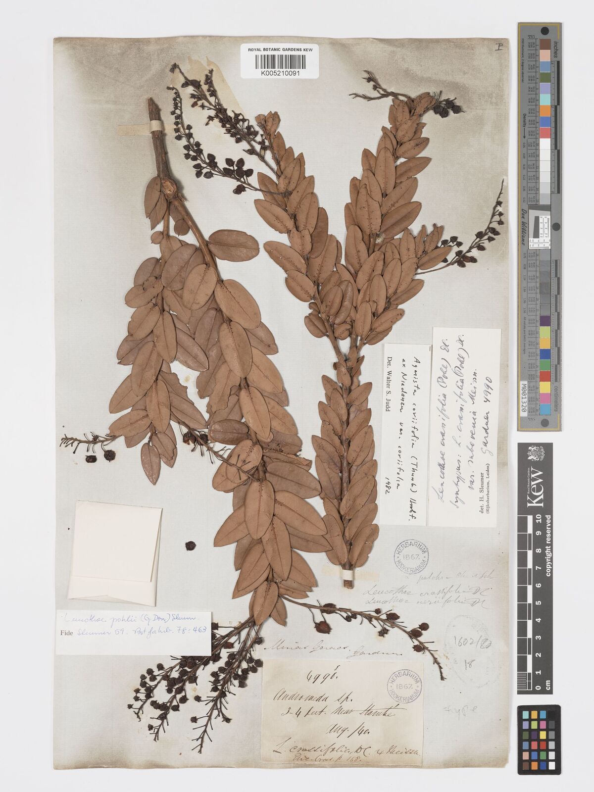 Agarista coriifolia var. coriifolia | Plants of the World Online | Kew ...