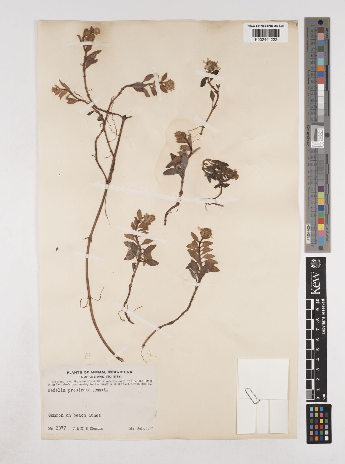 Wollastonia dentata (H.Lév. & Vaniot) Orchard | Plants of the World ...