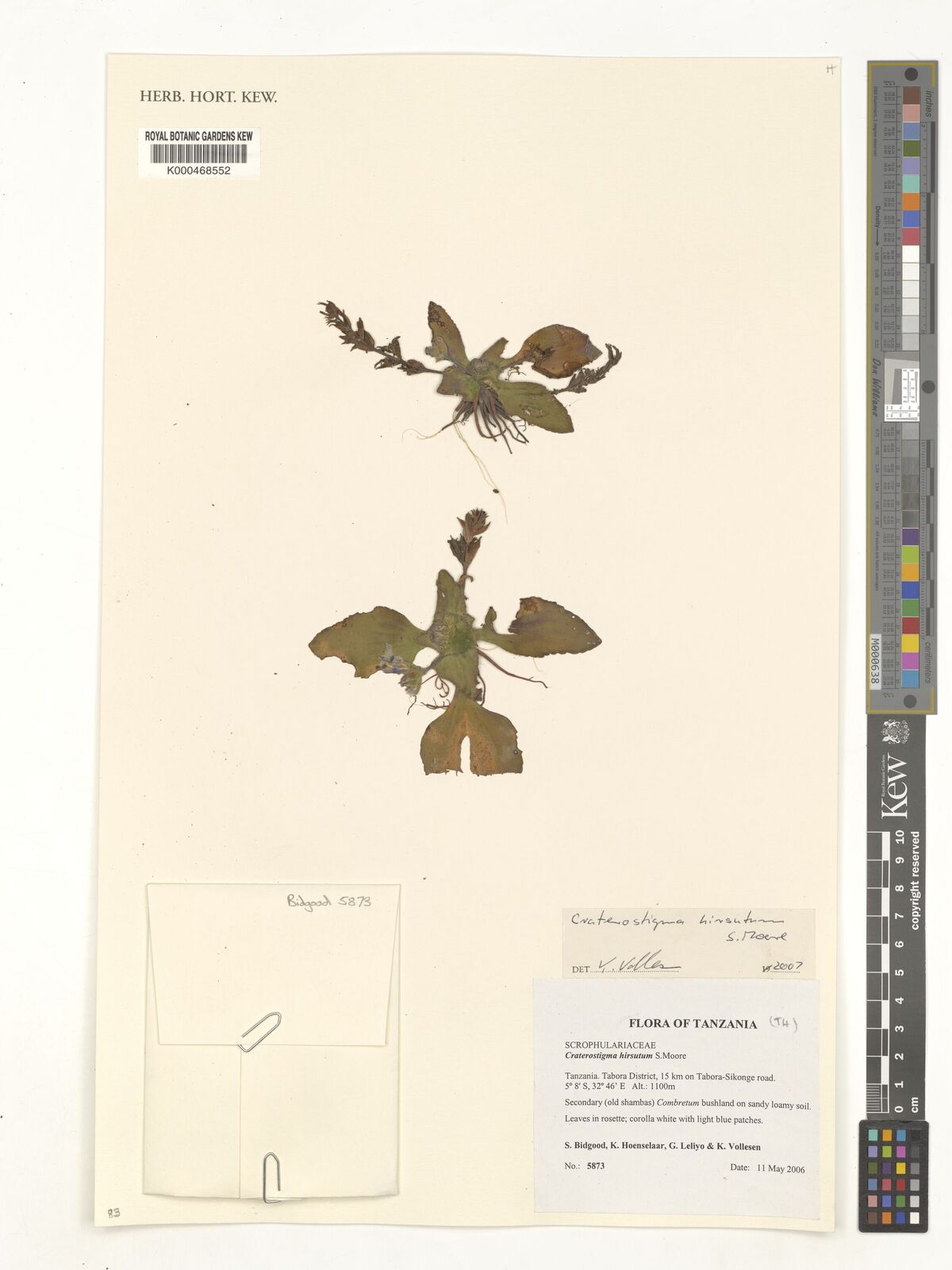 Craterostigma hirsutum S.Moore | Plants of the World Online | Kew Science