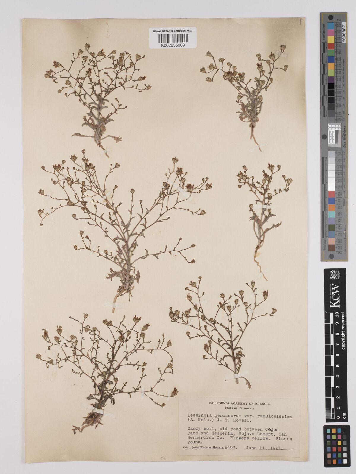 Lessingia glandulifera var. glandulifera | Plants of the World Online ...