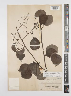 Illigera megaptera Merr. | Plants of the World Online | Kew Science