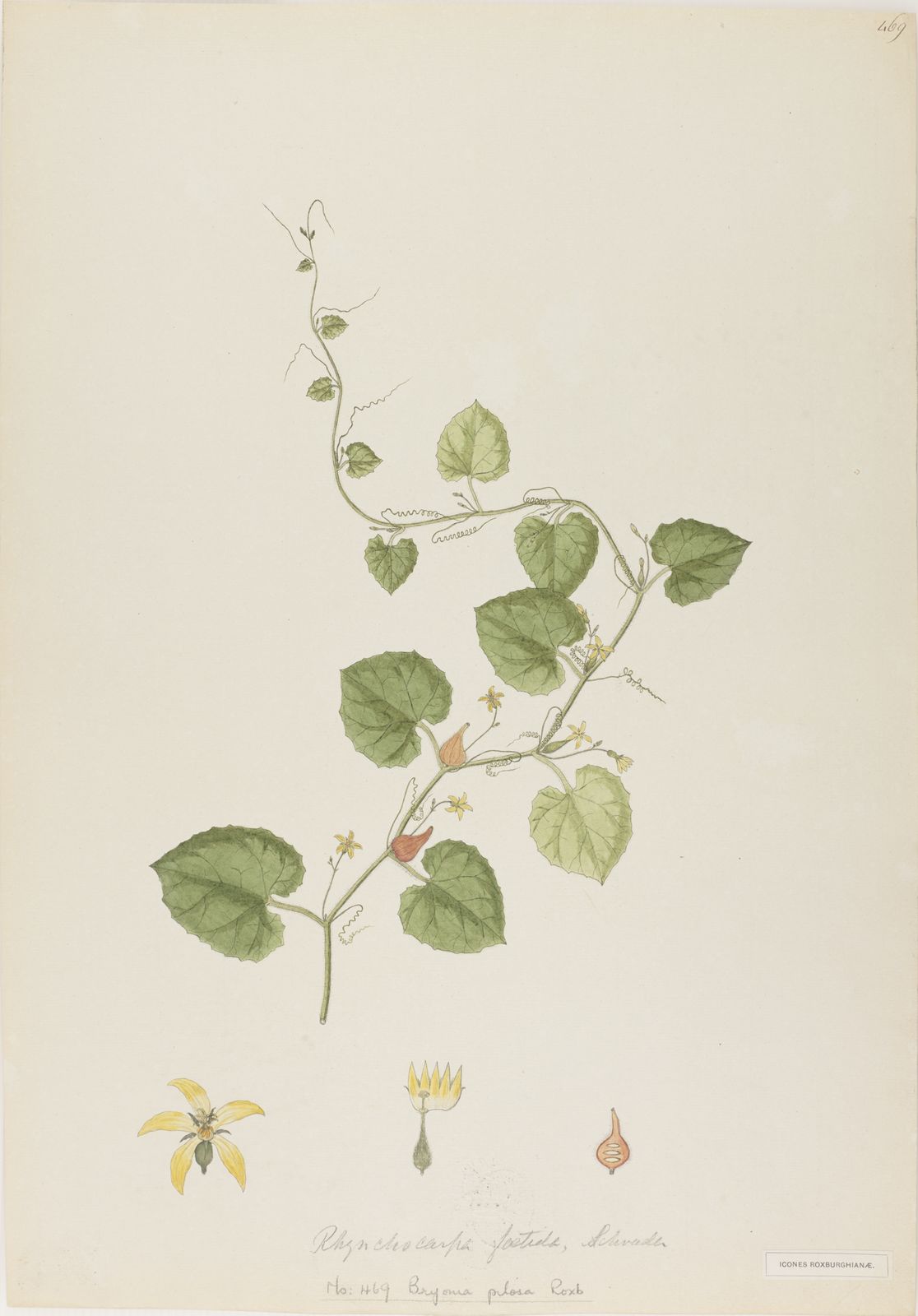 Kedrostis foetidissima (Jacq.) Cogn. | Plants of the World Online | Kew ...