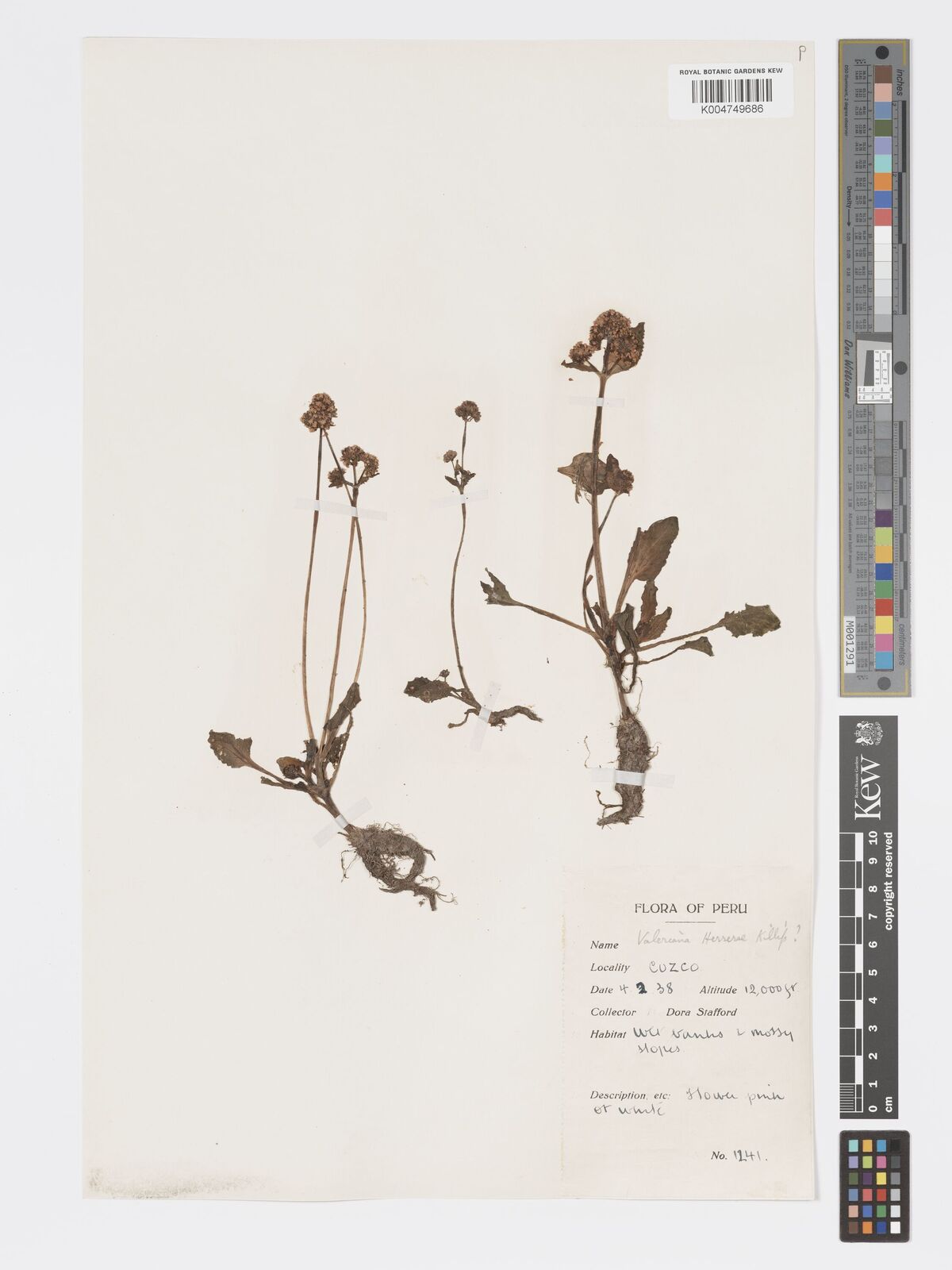 Valeriana herrerae Killip | Plants of the World Online | Kew Science