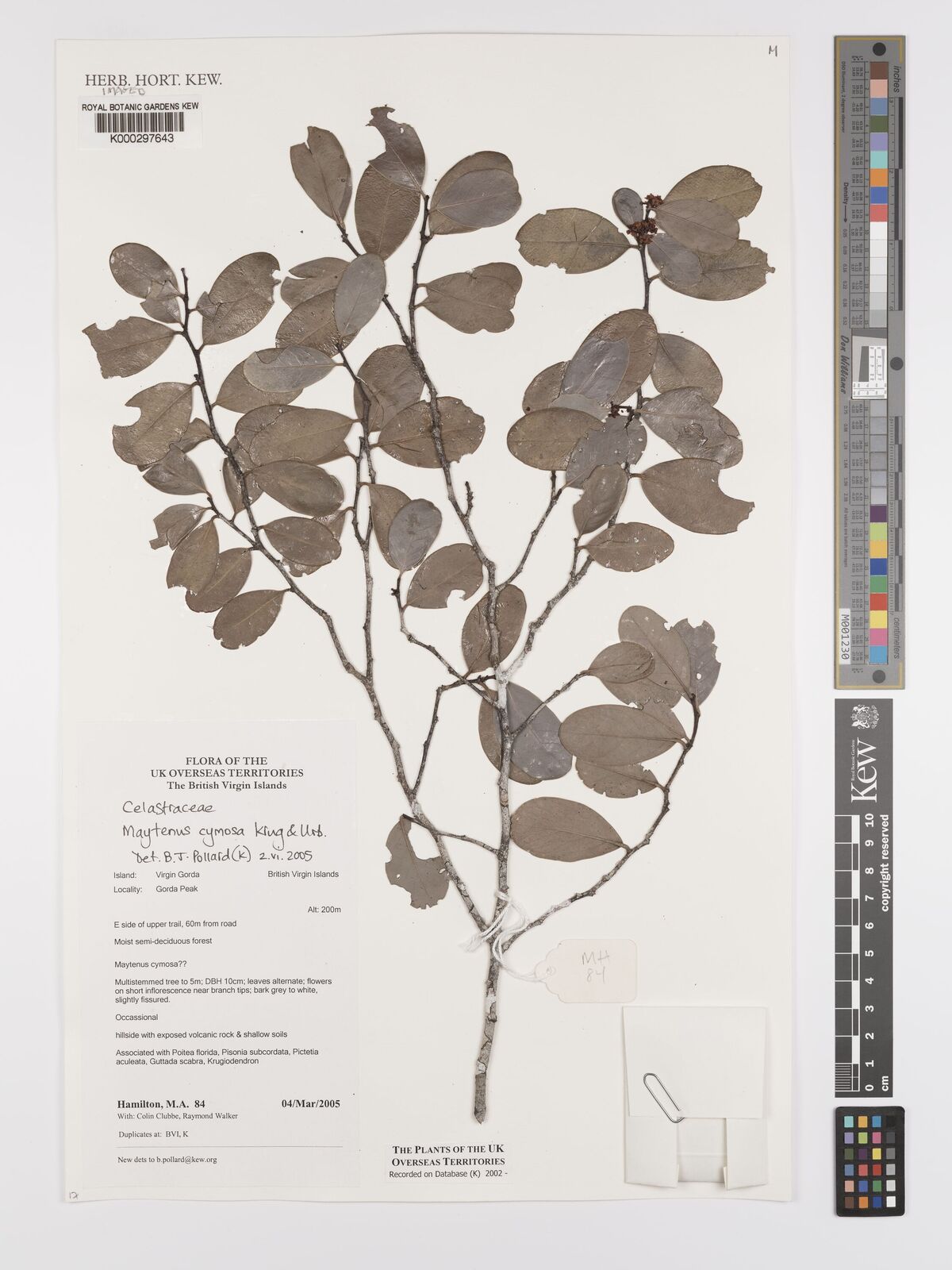 Maytenus cymosa Krug & Urb. | Plants of the World Online | Kew Science