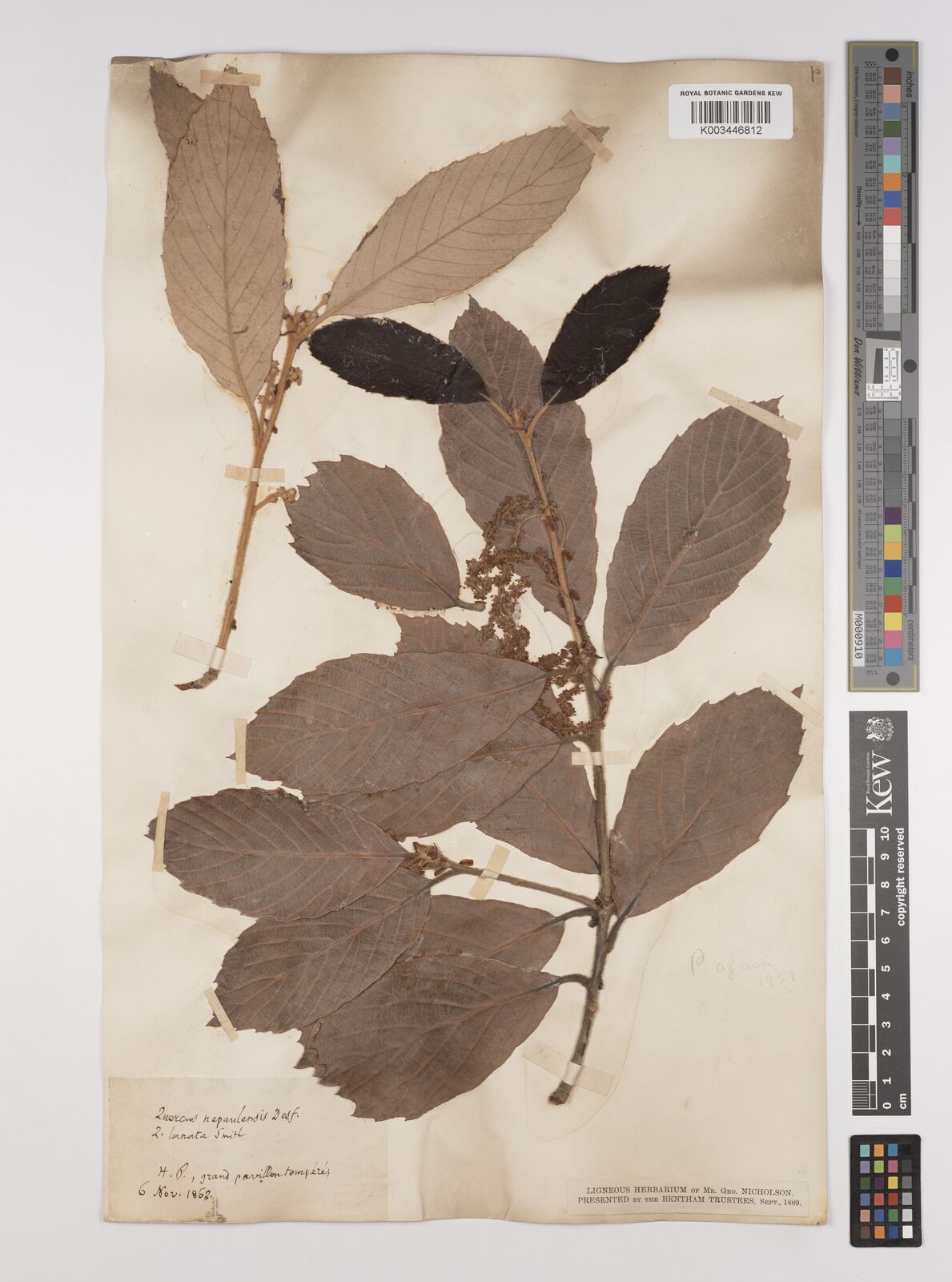 Quercus leucotrichophora A.Camus | Plants of the World Online | Kew Science
