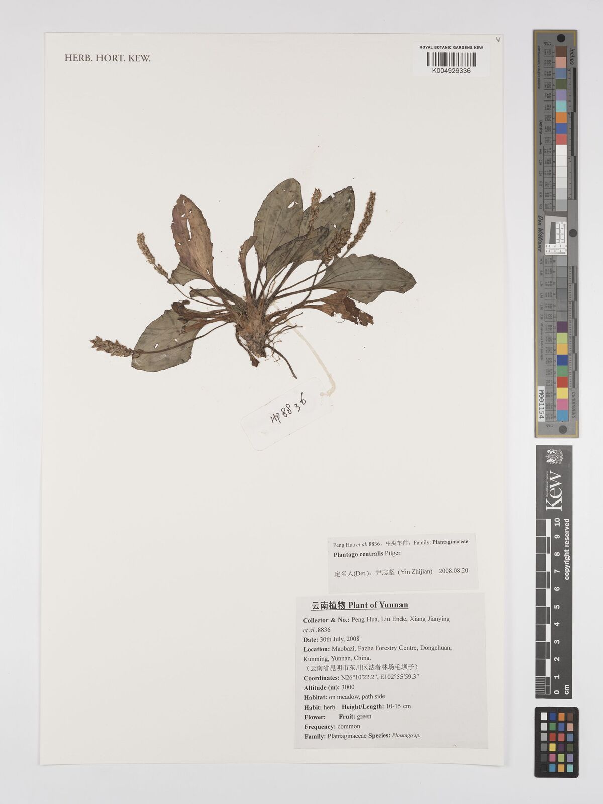 Plantago asiatica subsp. erosa (Wall.) Z.Yu Li | Plants of the World ...