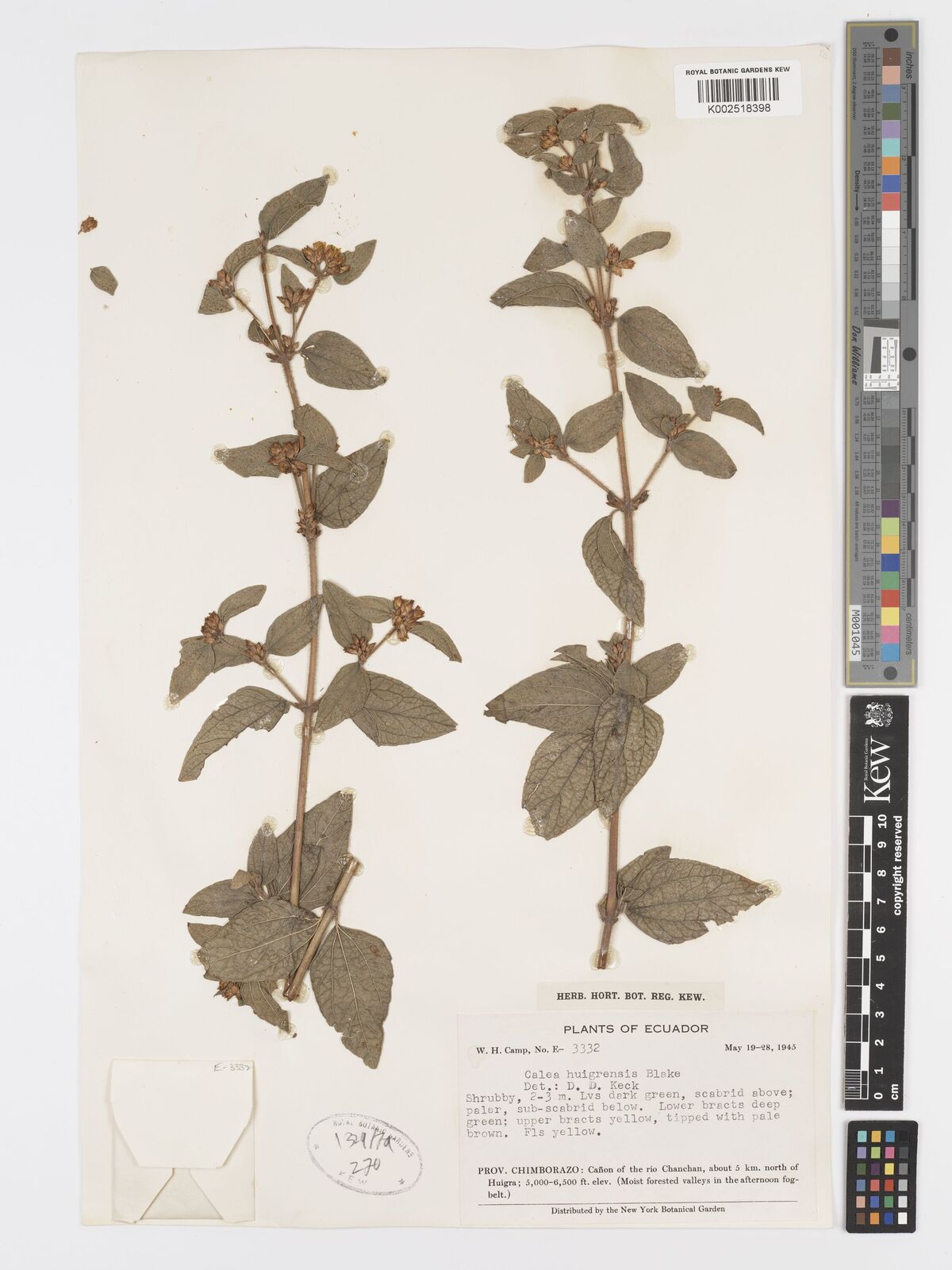 Calea huigrensis S.F.Blake | Plants of the World Online | Kew Science