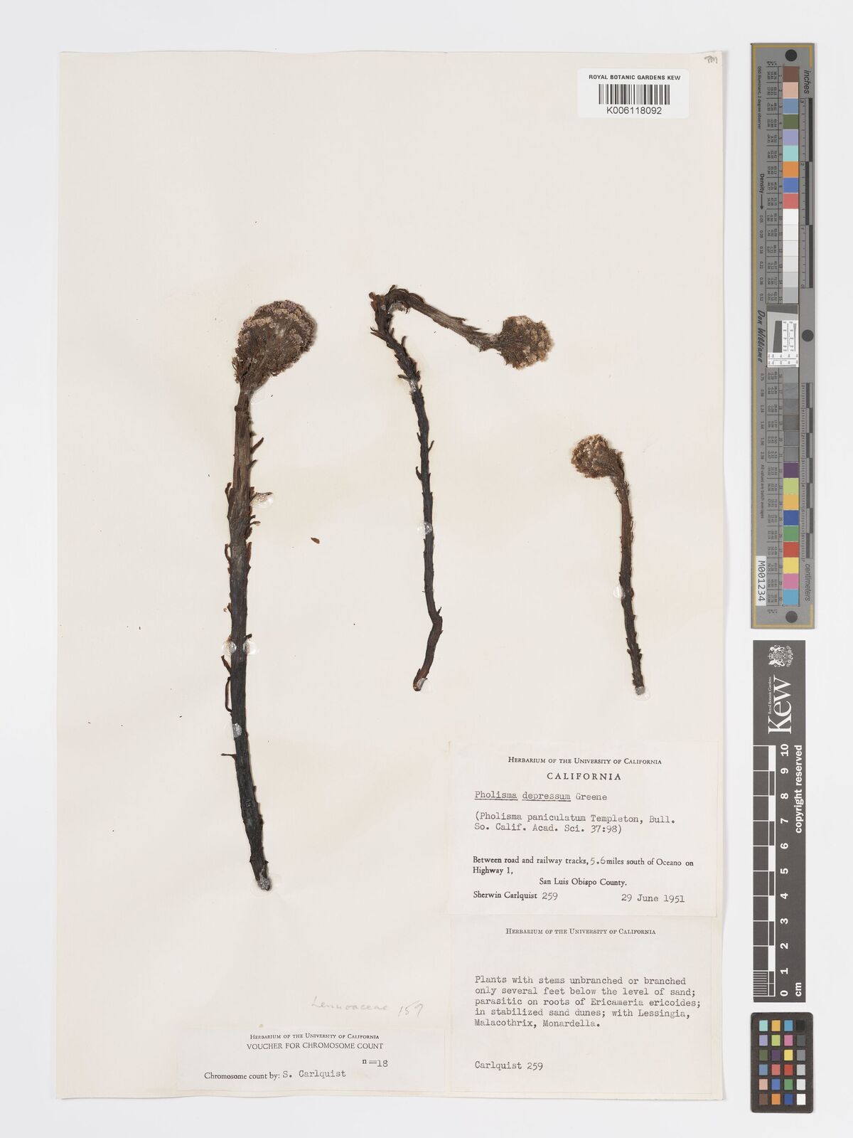 Pholisma arenarium Nutt. | Plants of the World Online | Kew Science