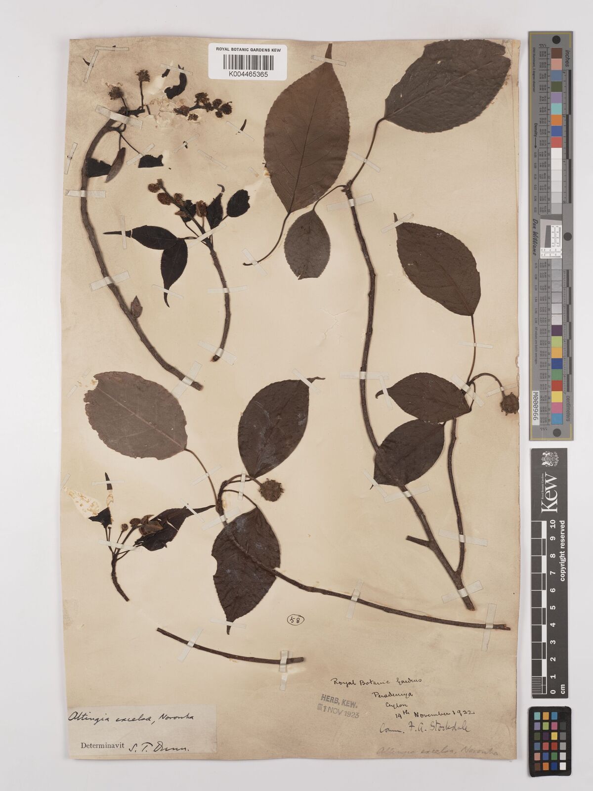 Liquidambar excelsa (Noronha) Oken | Plants of the World Online | Kew ...