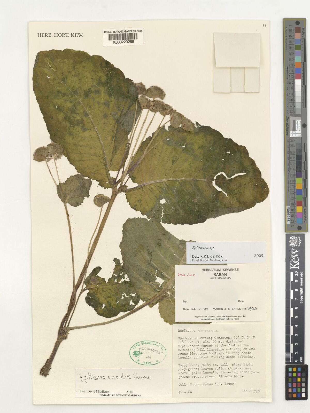 Epithema saxatile Blume | Plants of the World Online | Kew Science