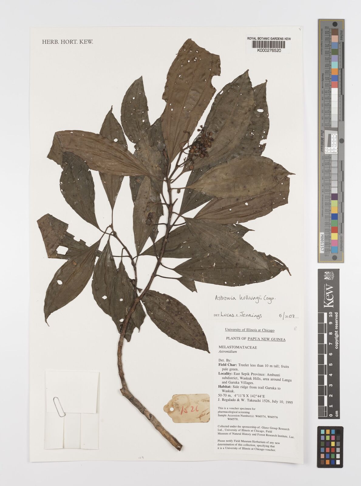 Astronia hollrungii Cogn. | Plants of the World Online | Kew Science