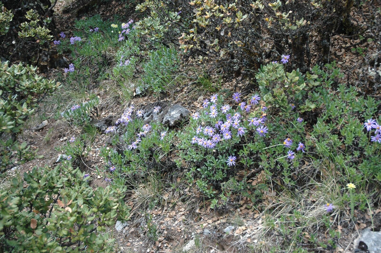 Aster batangensis var. batangensis | Plants of the World Online | Kew ...