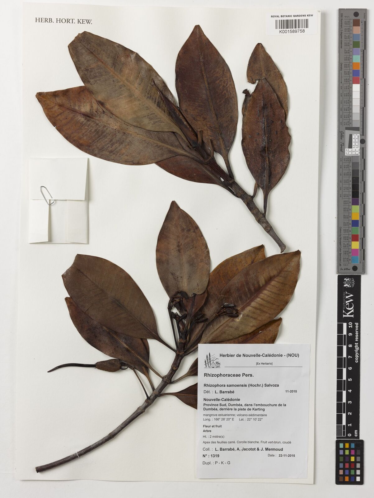 Rhizophora samoensis (Hochr.) Salvoza | Plants of the World Online ...