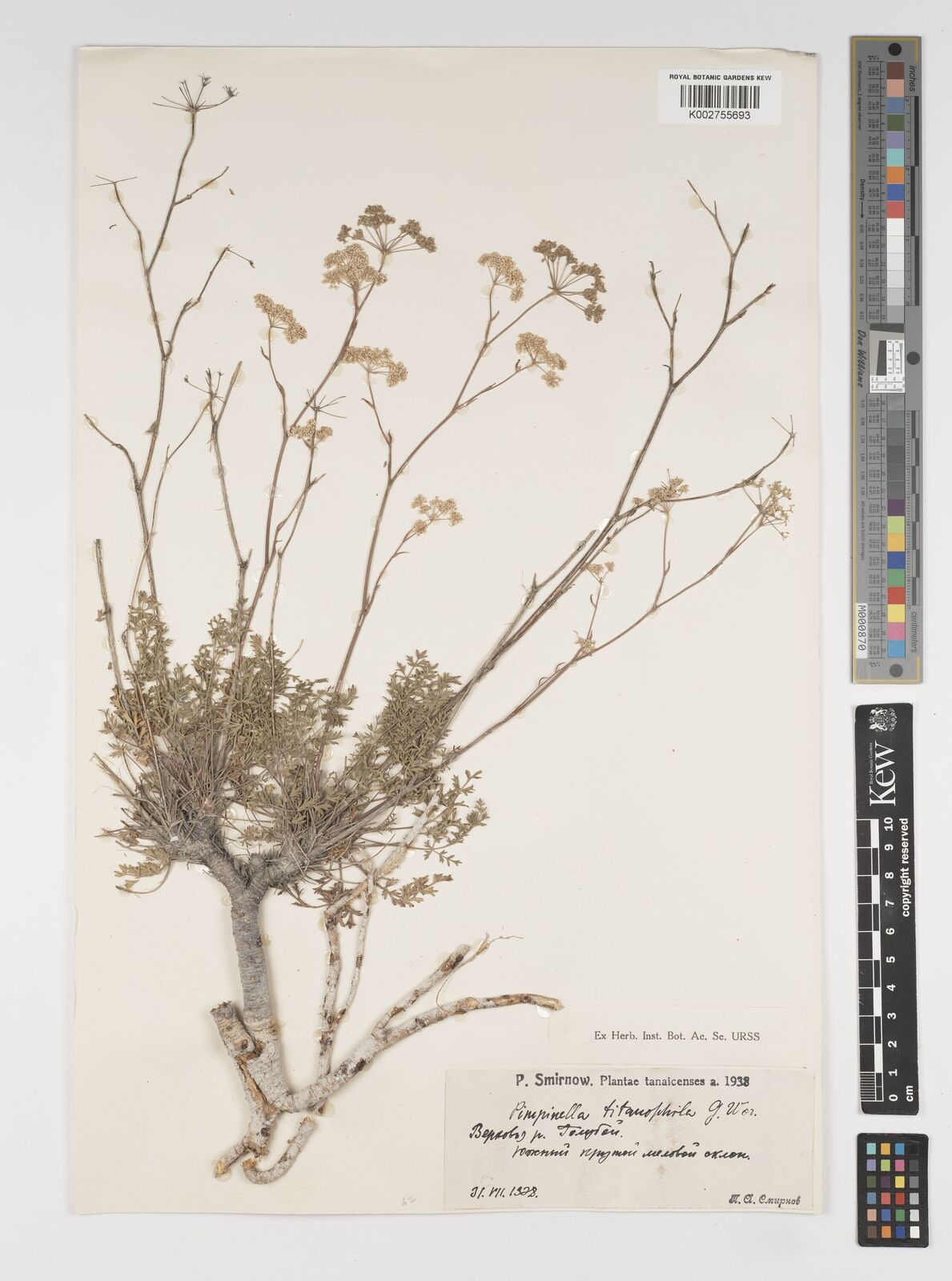 Pimpinella tragium subsp. titanophila (Woronow) Tutin | Plants of the ...