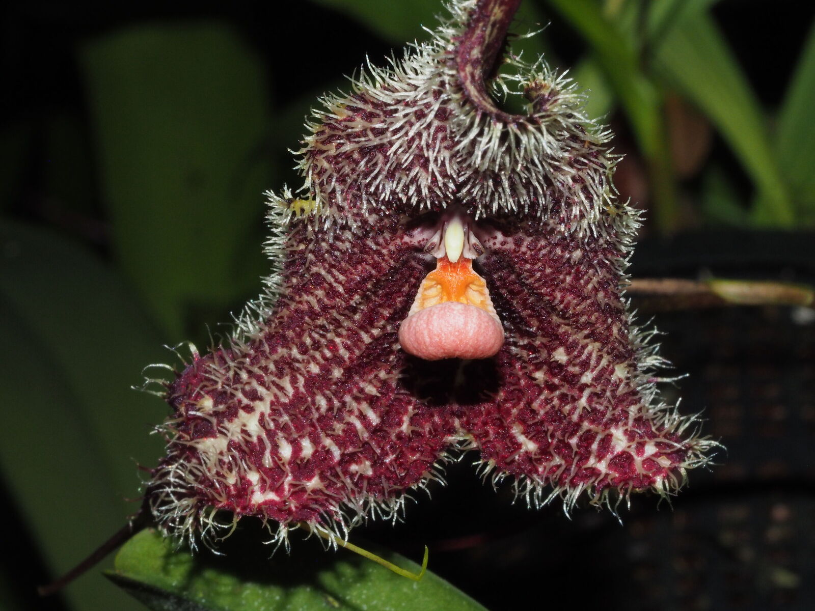 Dracula flabellulata Vierling | Plants of the World Online | Kew Science