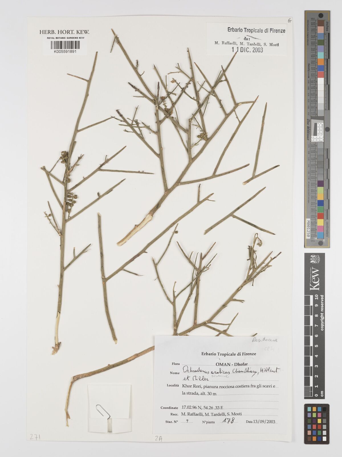 Ochradenus arabicus Chaudhary, Hillc. & A.G.Mill. | Plants of the World ...