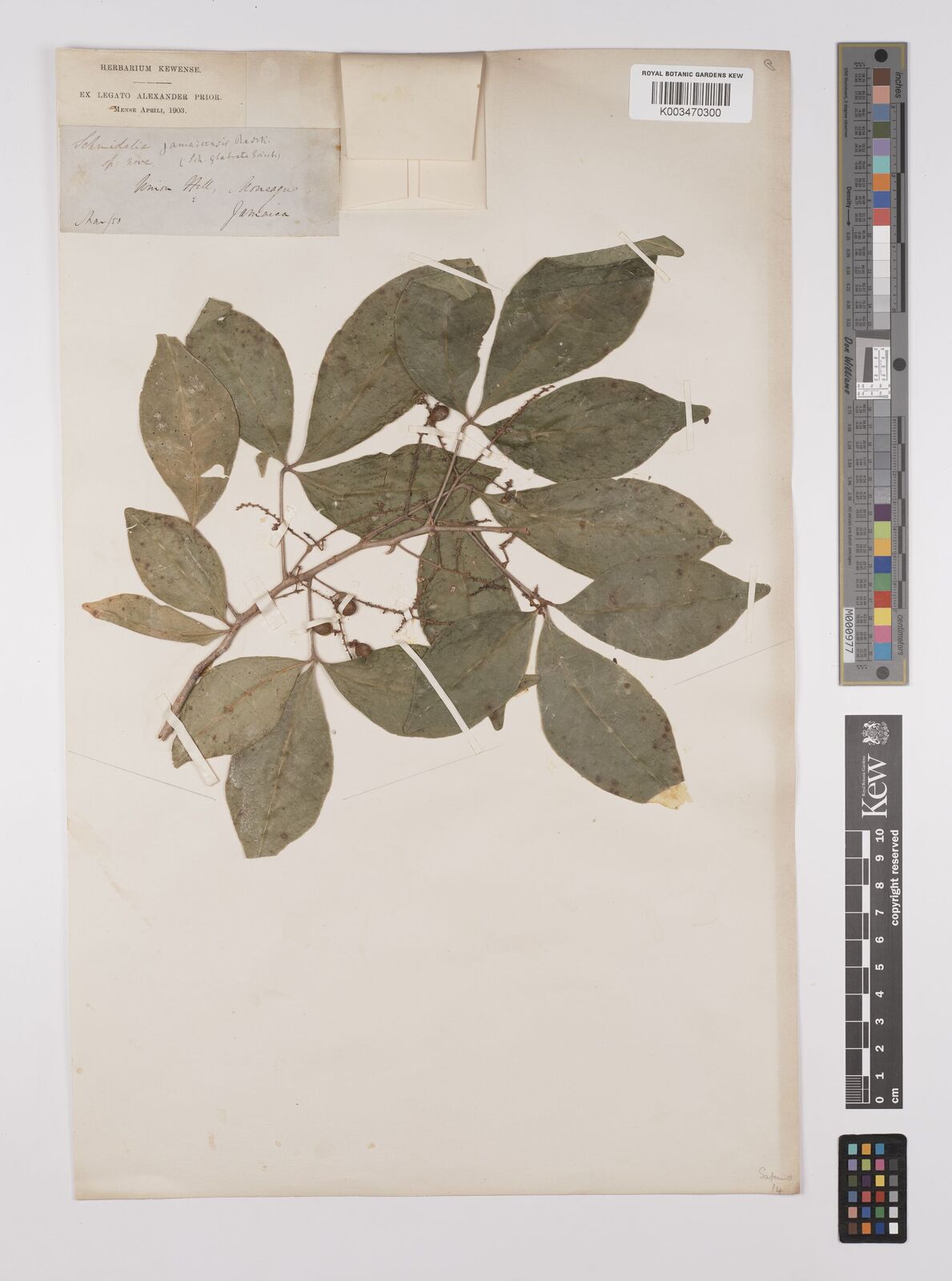 Allophylus pachyphyllus Radlk. | Plants of the World Online | Kew Science
