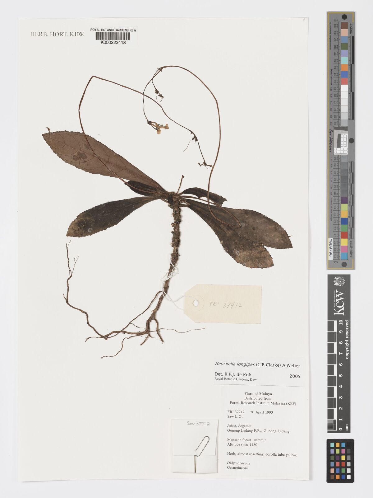 Codonoboea longipes (C.B.Clarke) Kiew | Plants of the World Online ...