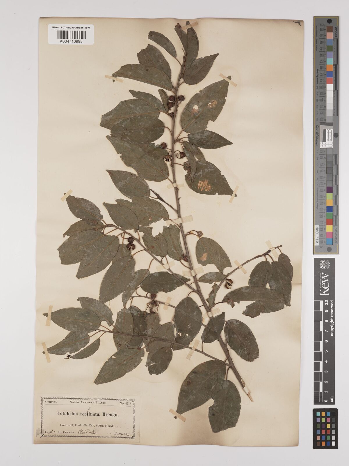 Colubrina elliptica (Sw.) Brizicky & W.L.Stern | Plants of the World ...