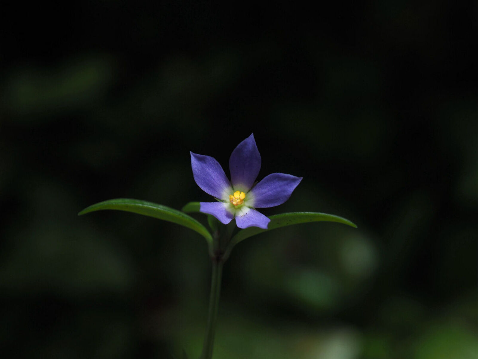 Exacum microcarpum Klack. | Plants of the World Online | Kew Science